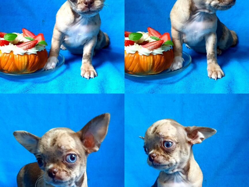 Четыре девочки чихуахуа