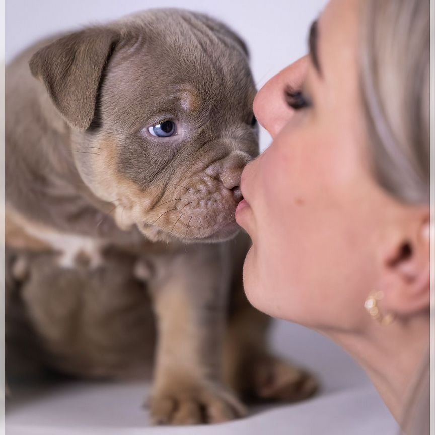 Американский булли, щенок