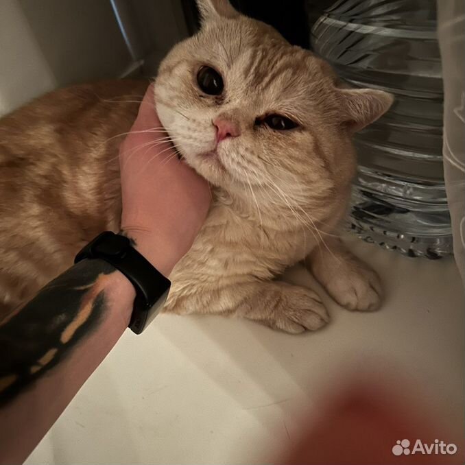 Кот британ шиншила