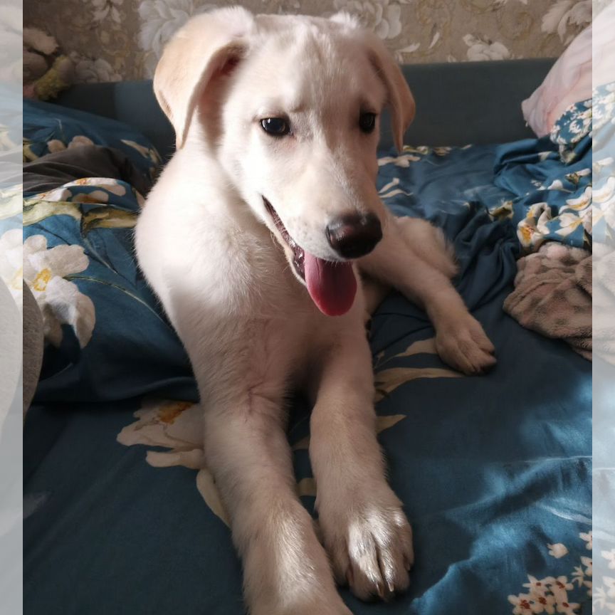 Щенок в добрые руки