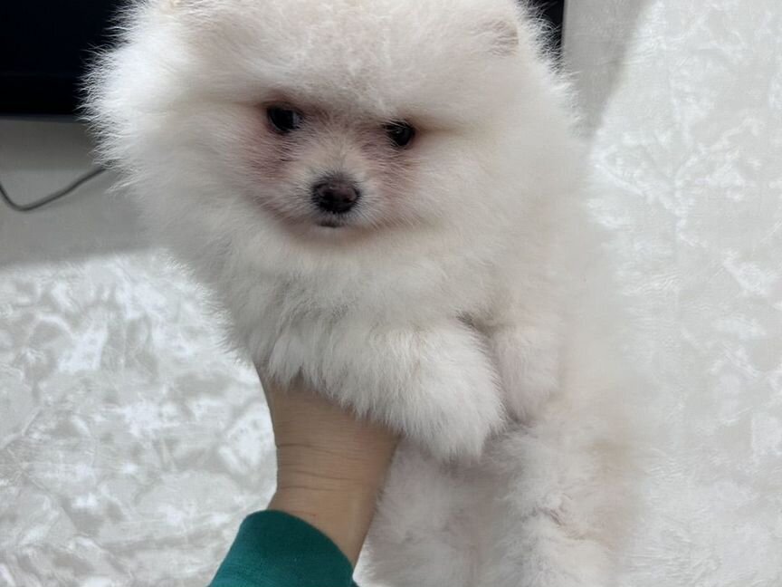 Померанский шпиц