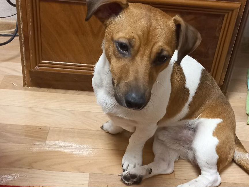 Маленькая собака