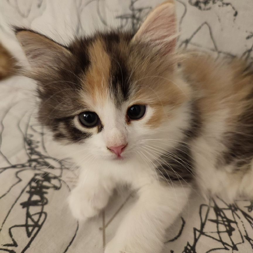 Кошка Малинка