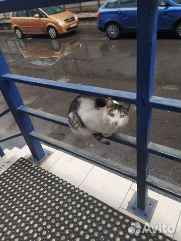 Кот дворовый