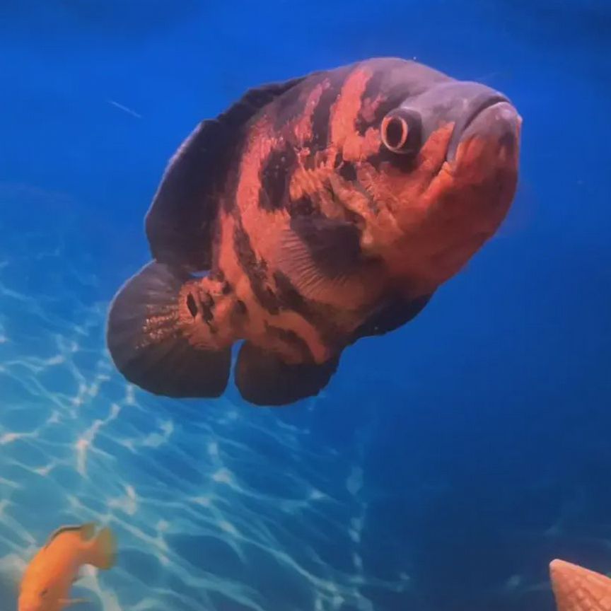 Большая рыба в аквариум