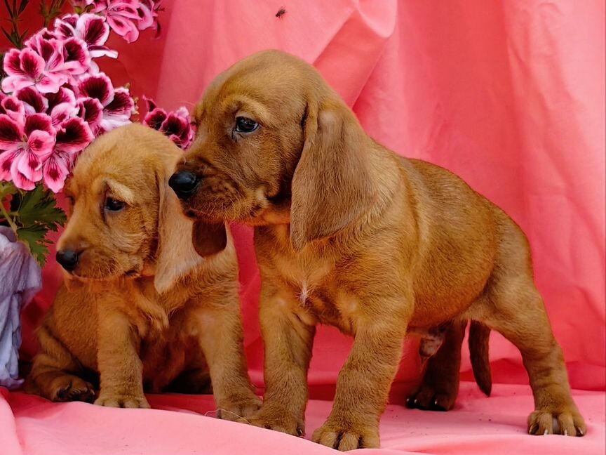 Щенок Рыжий Бретонский Бассет