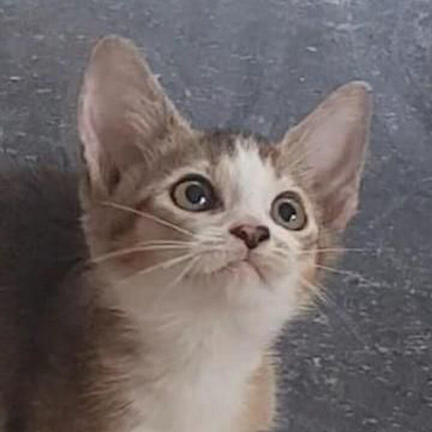 Котята полукровки