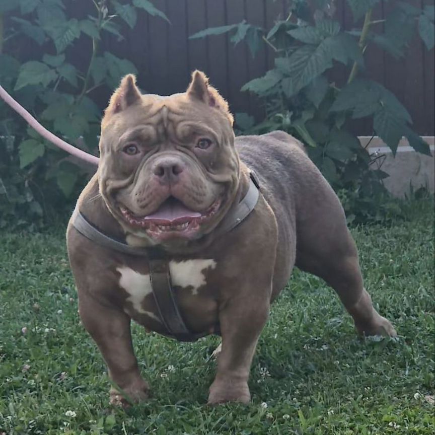 Американский булли покет девочка