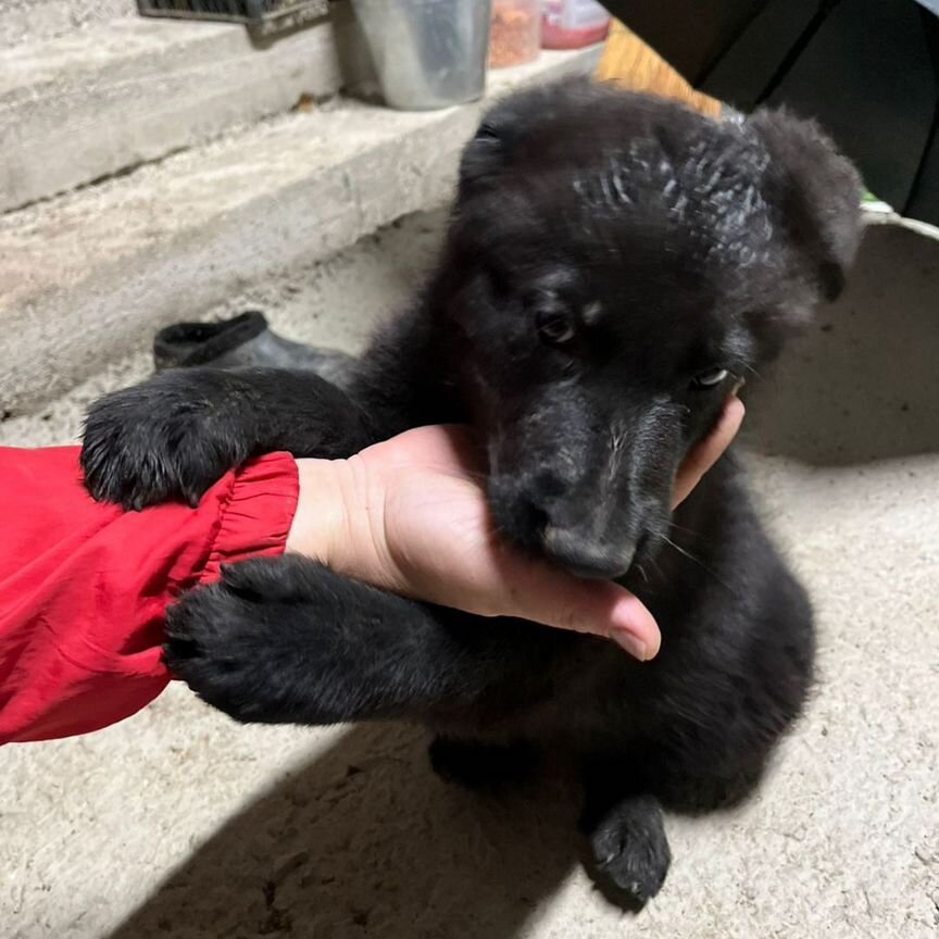 Щенок немецкой овчарки