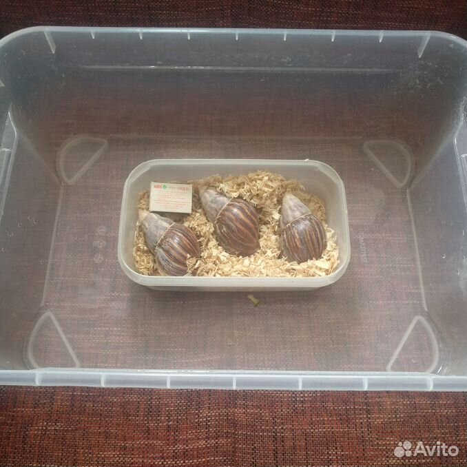 Ахатины улитки 3шт, короб 60*40*25 см, бесплатно