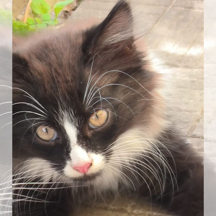 Котята в добрые руки бесплатно