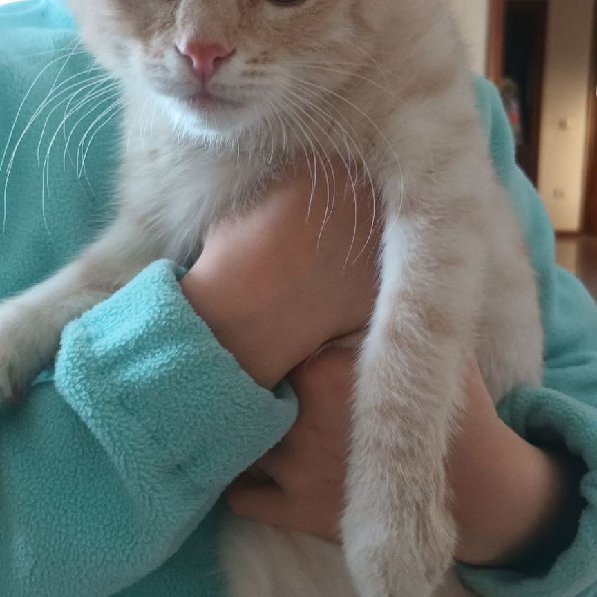 Котик