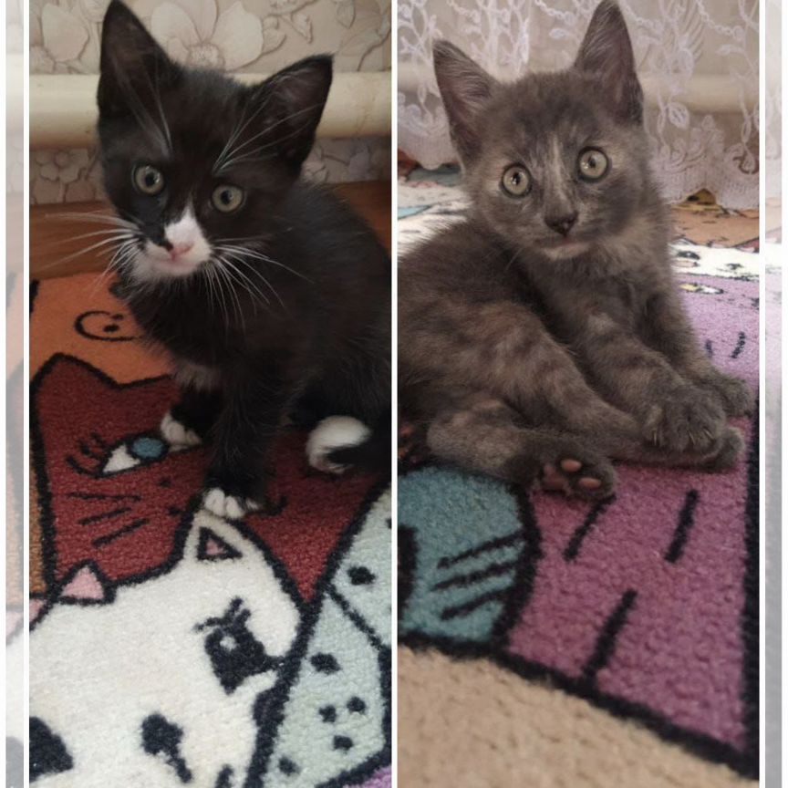 Котята в добрые руки бесплатно