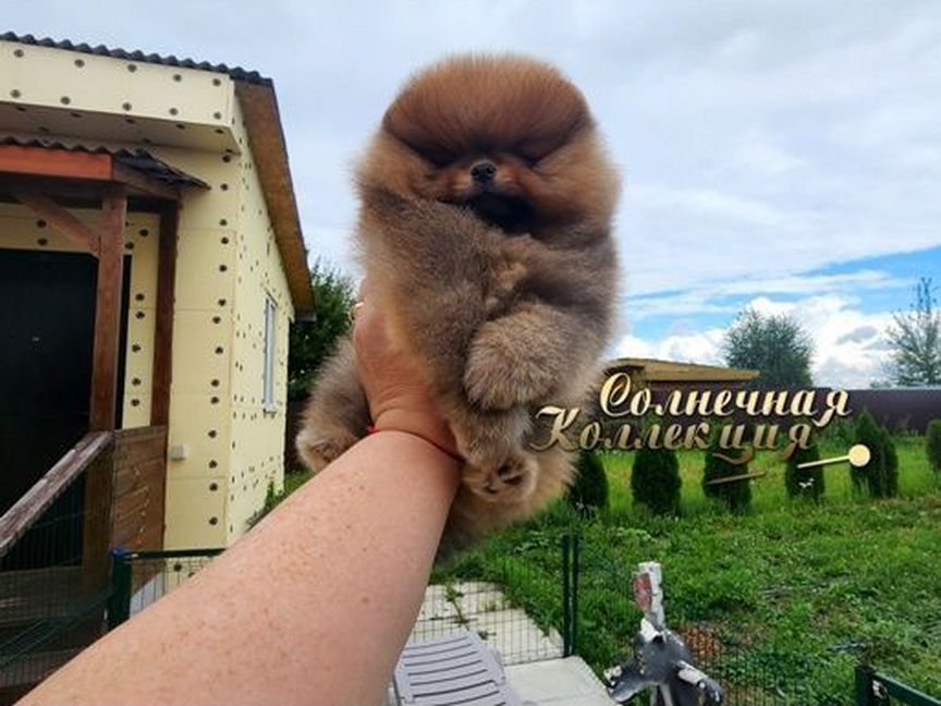 Меховое маленькое чудо померанский шпиц
