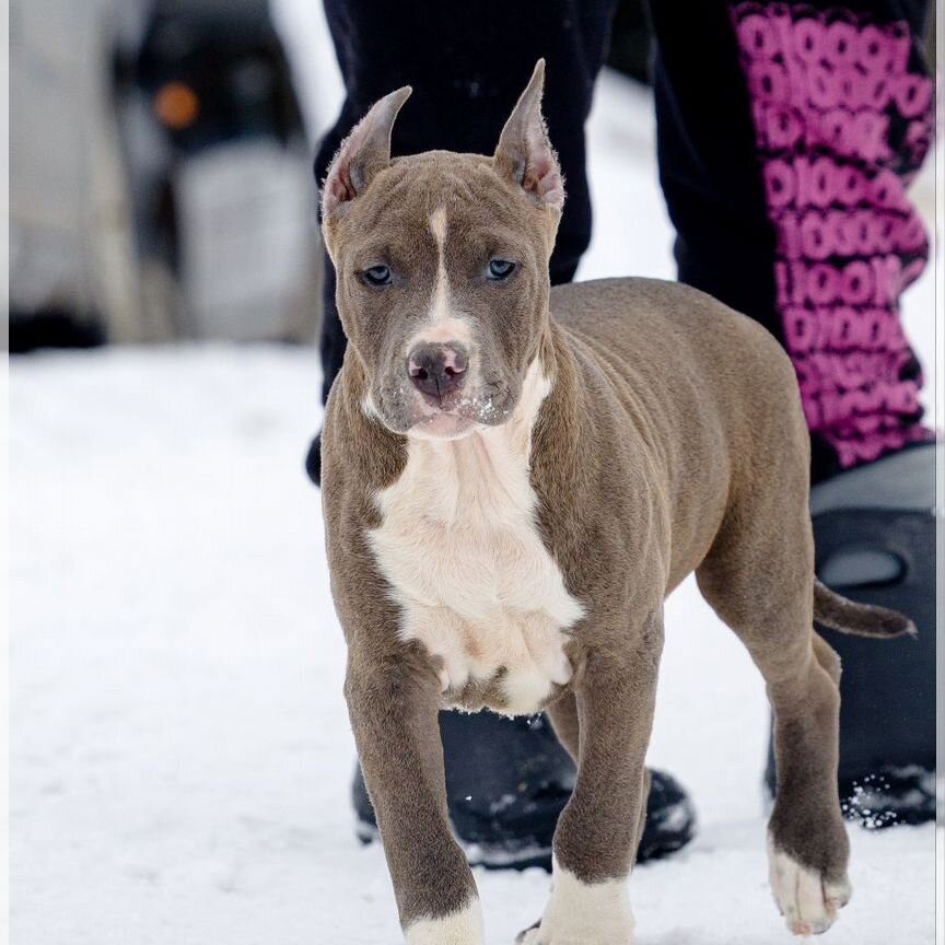 Американский стаффордширский терьер, щенок