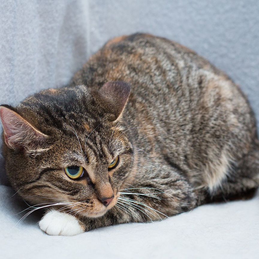 Взрослая, кошка в добрые руки