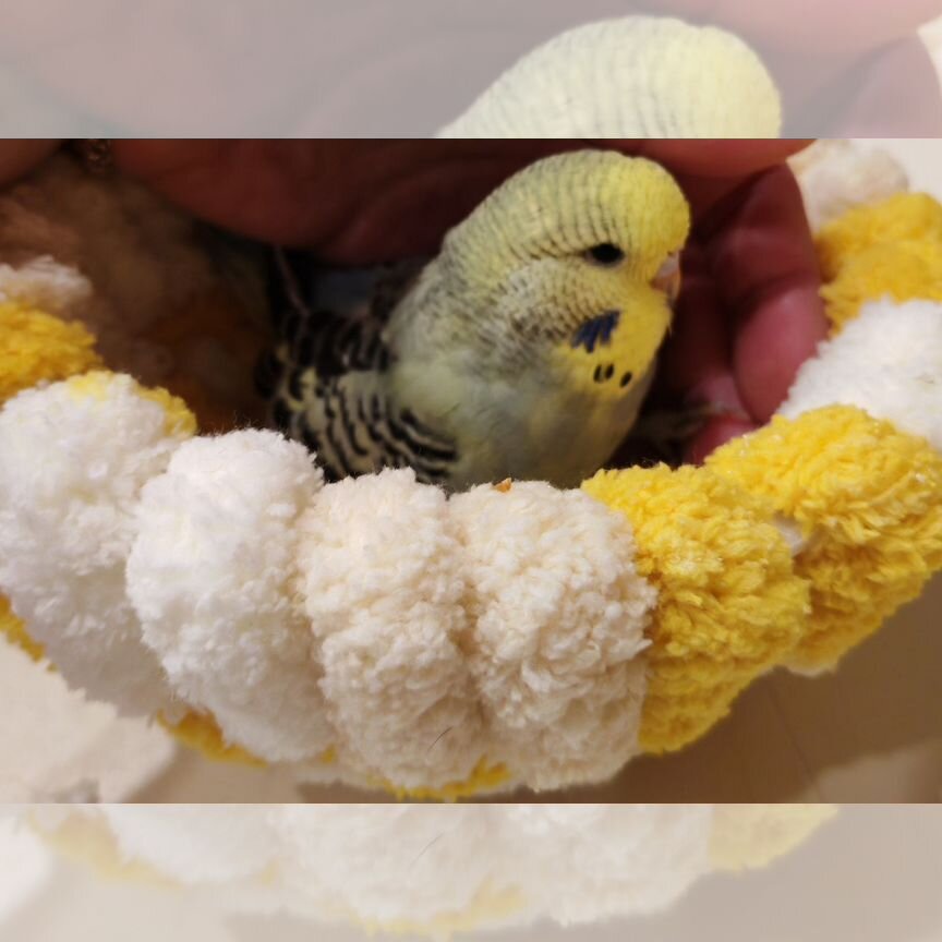 Попугай ввп чех птенец