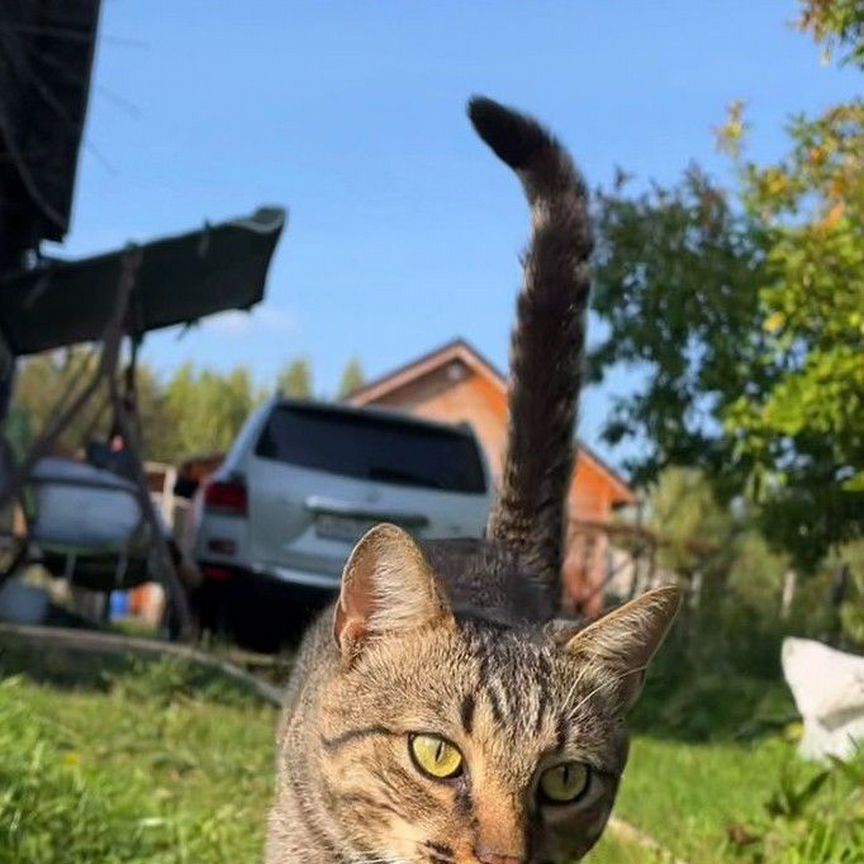 Кот
