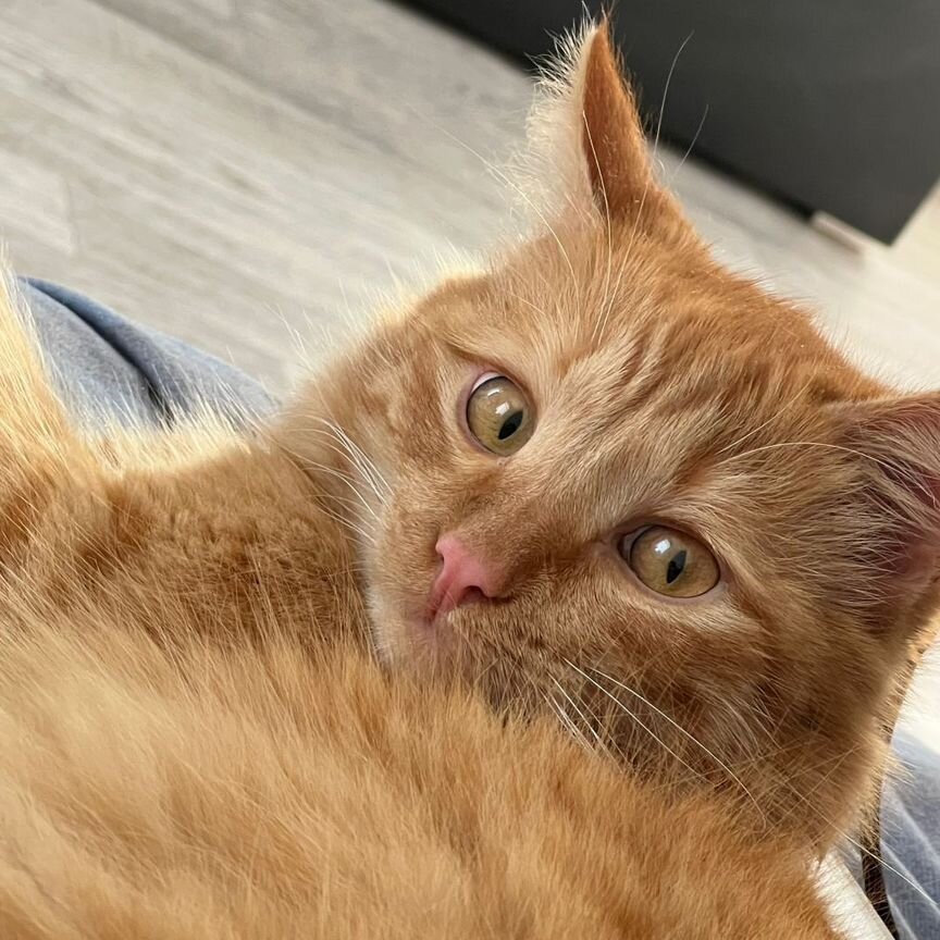 Котёнок в добрые руки