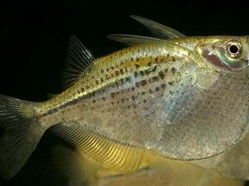 Клинобрюшка Стерникла (Gastropelecus Sternicla)