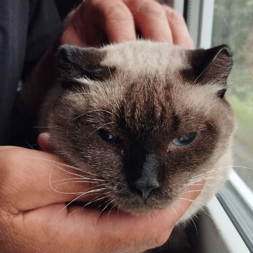 Кошечка
