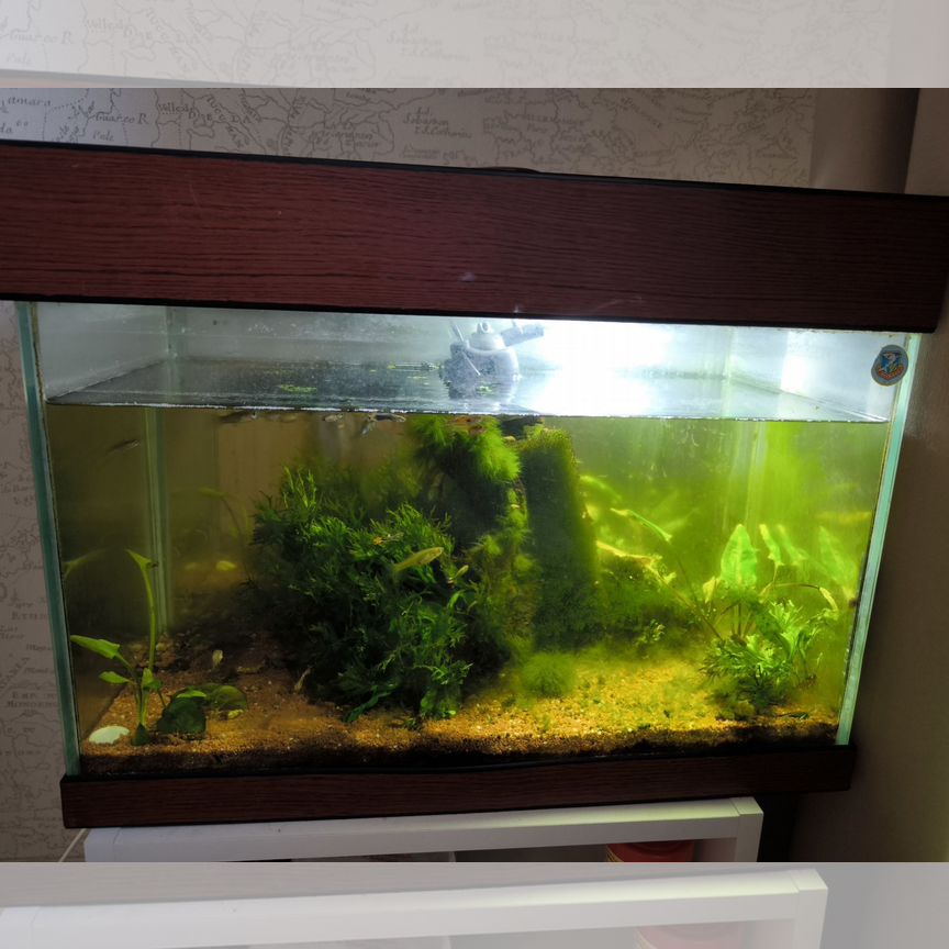Аквариум с рыбками и флорой