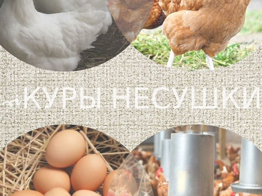 Куры несушки в ассортименте