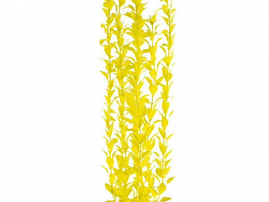 Растение Laguna "Людвигия" ярко-желтая