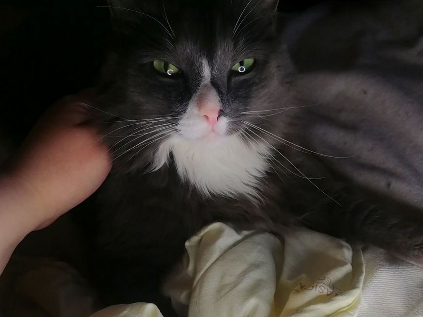 Отдам котиков в добрые руки