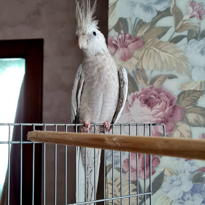 Попугай Коррела девочка