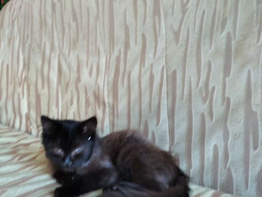 Кошка в дар бесплатно