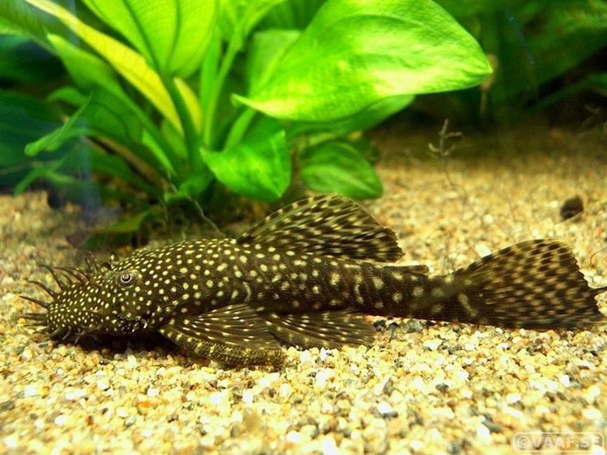 Анциструс 2 шт