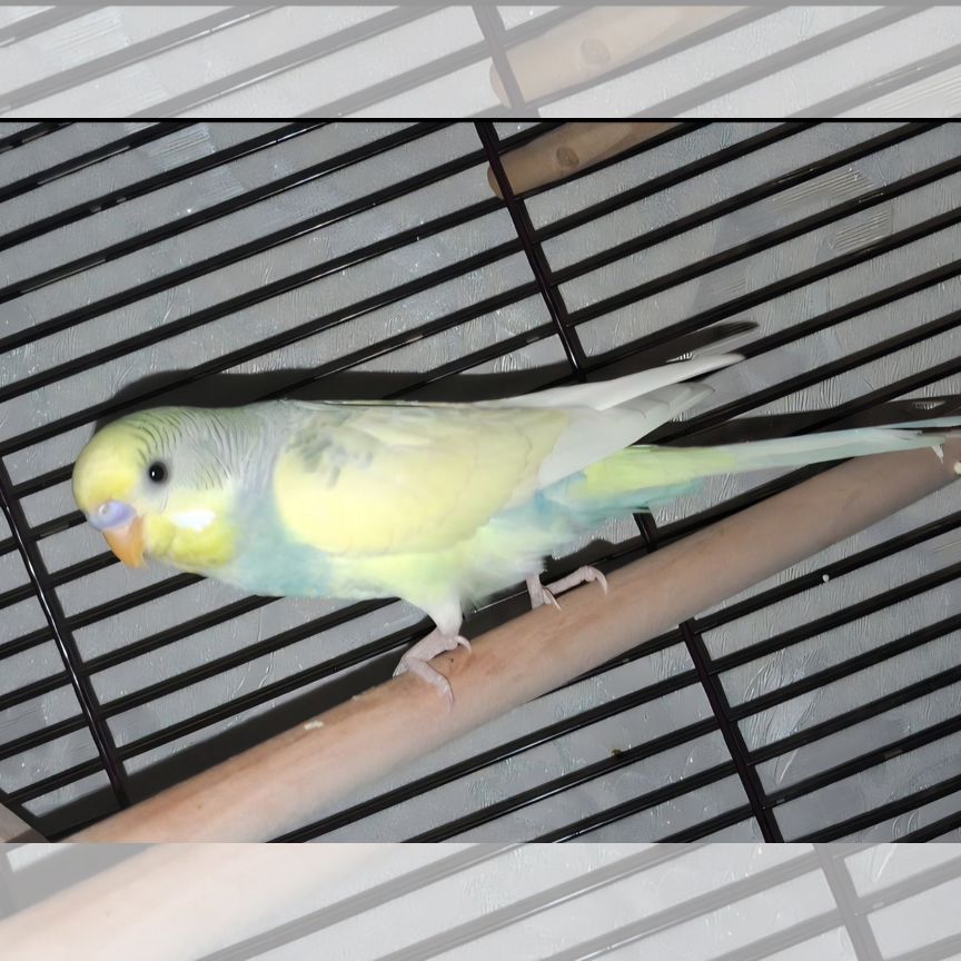 Продам попугаев волнистых