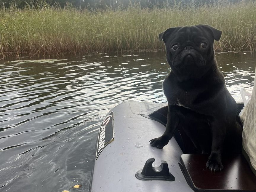 Мопс вязка мальчик