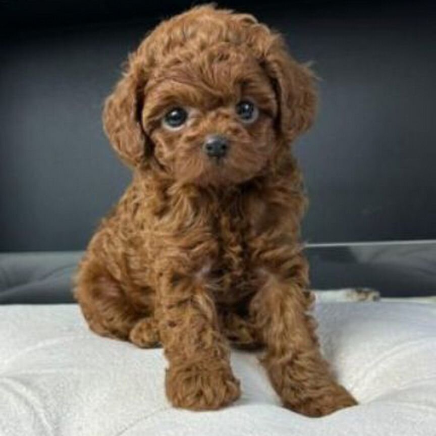 Пудель, щенок