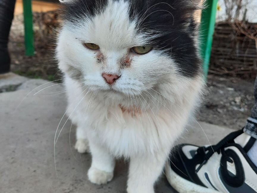 Кошечка
