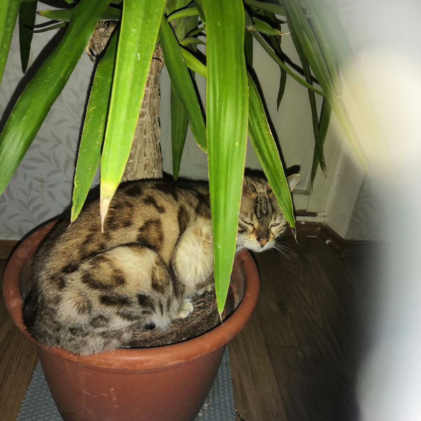 Отдам бенгалку