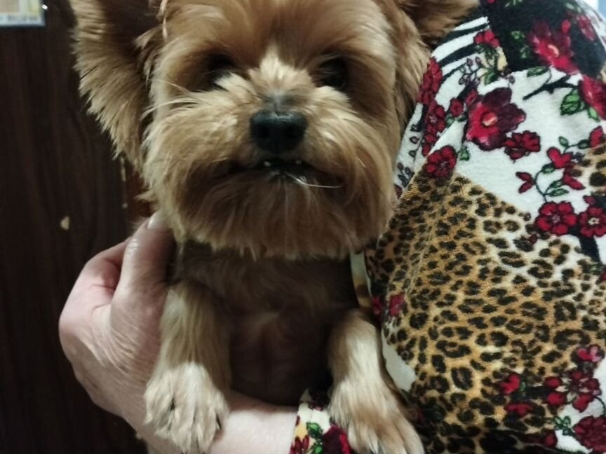 Йоркширский терьер