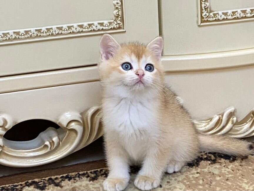 Золотая шиншилла мальчик и девочка