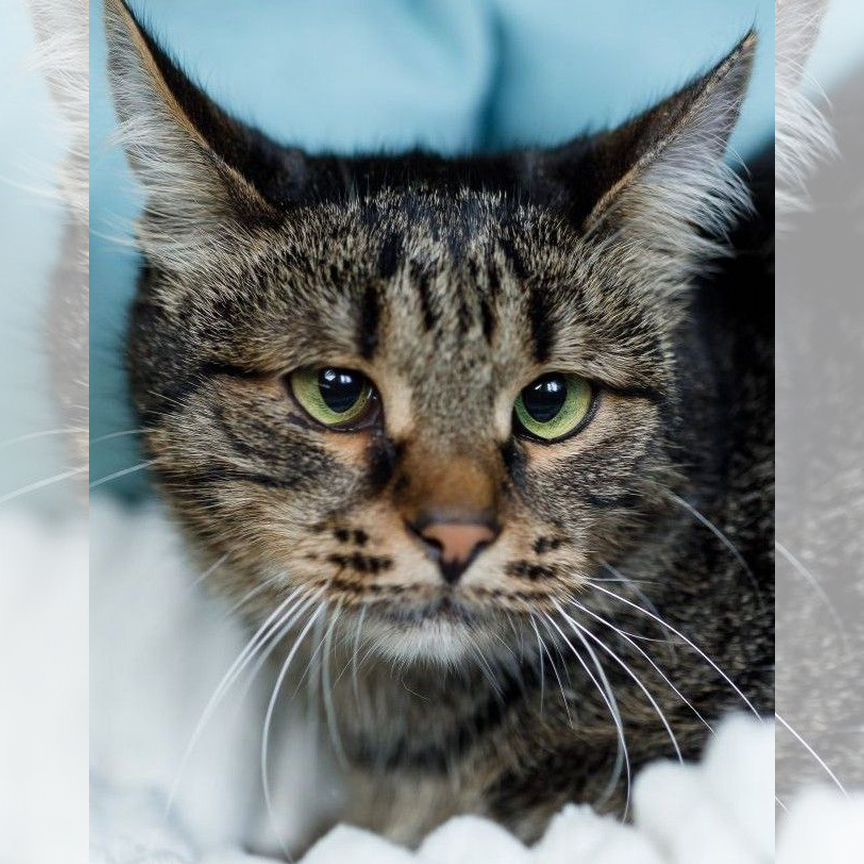 Европейский короткошёрстный, взрослый кот