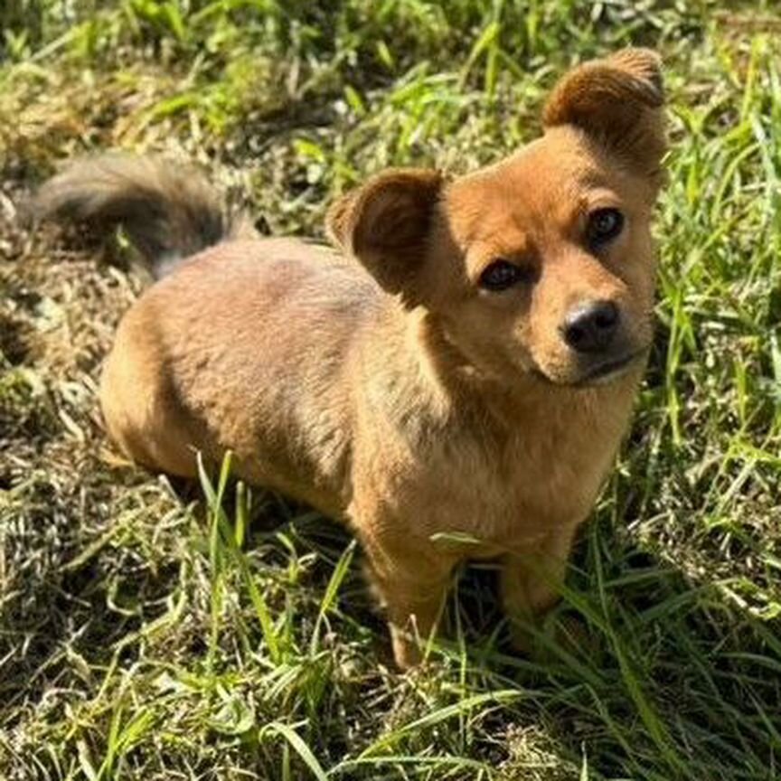 Взрослая собака в добрые руки