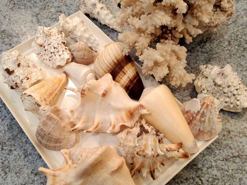 Морские ракушки и кораллы