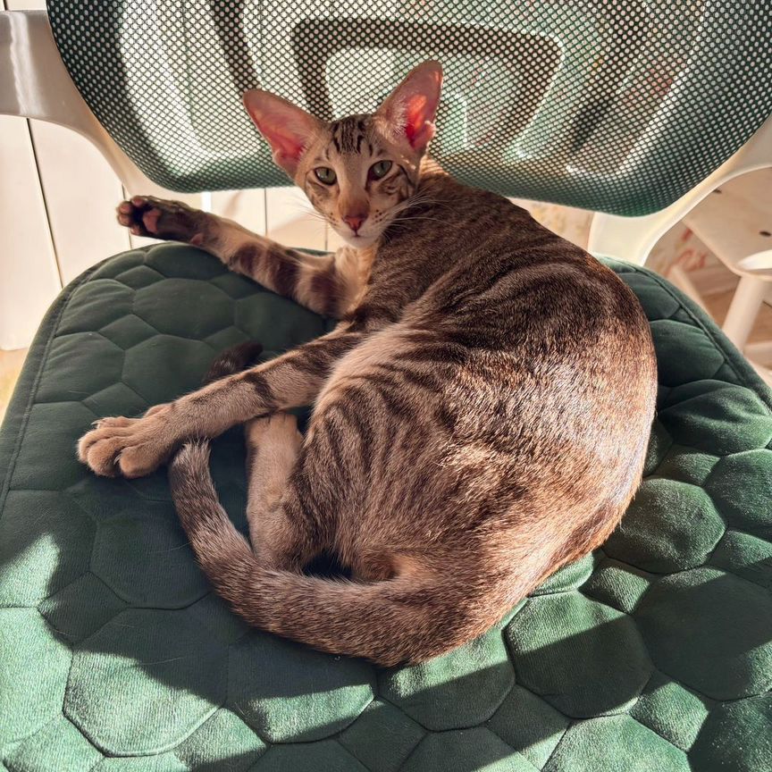 Ориентальный кот мальчик