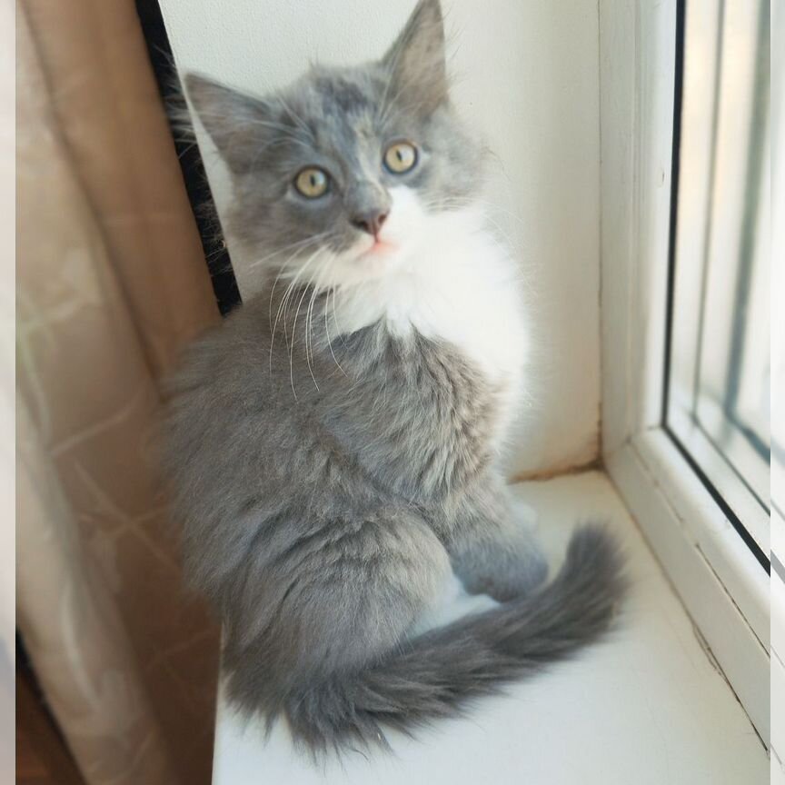 Дымчатый котёнок похож на породу сибирская кошка