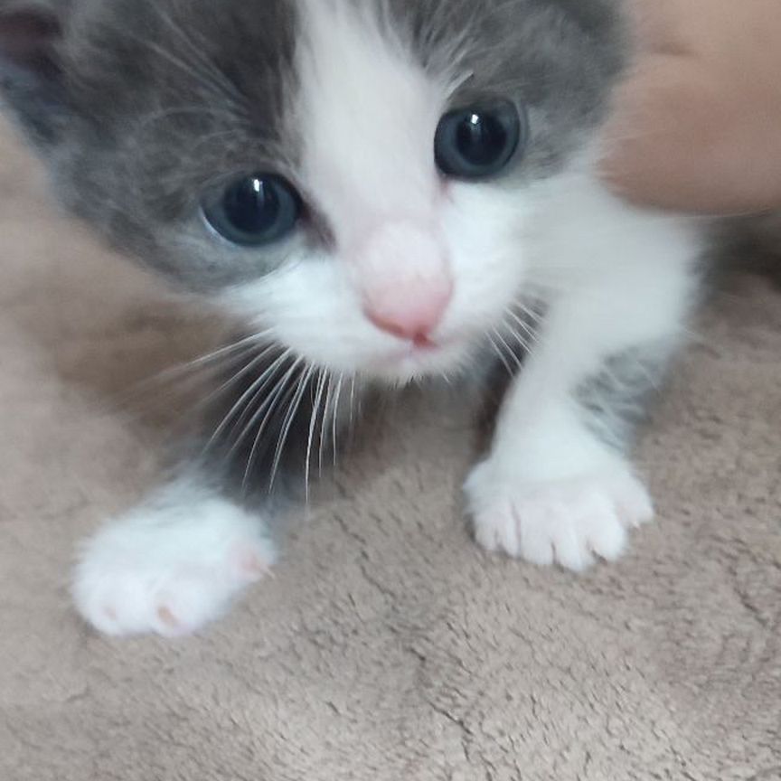 Котята бесплатно