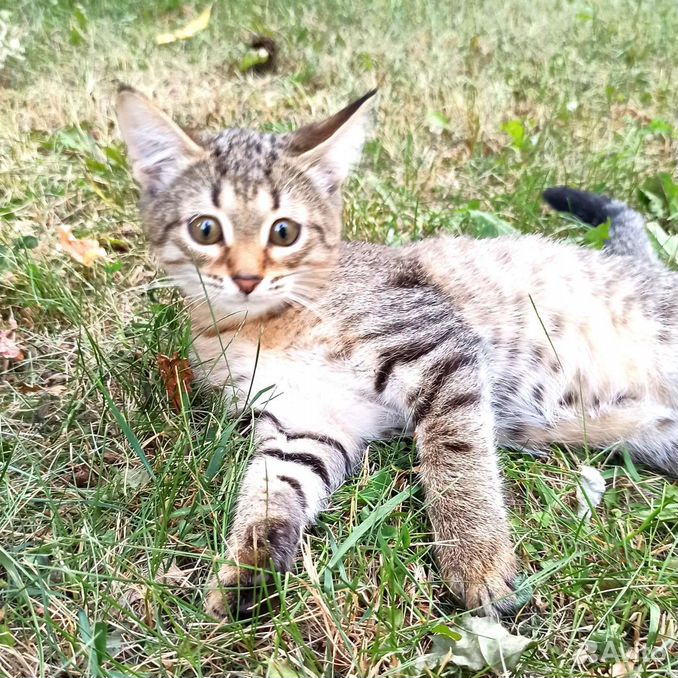 SOS ручной котёнок подброшен во дворы, пропадает