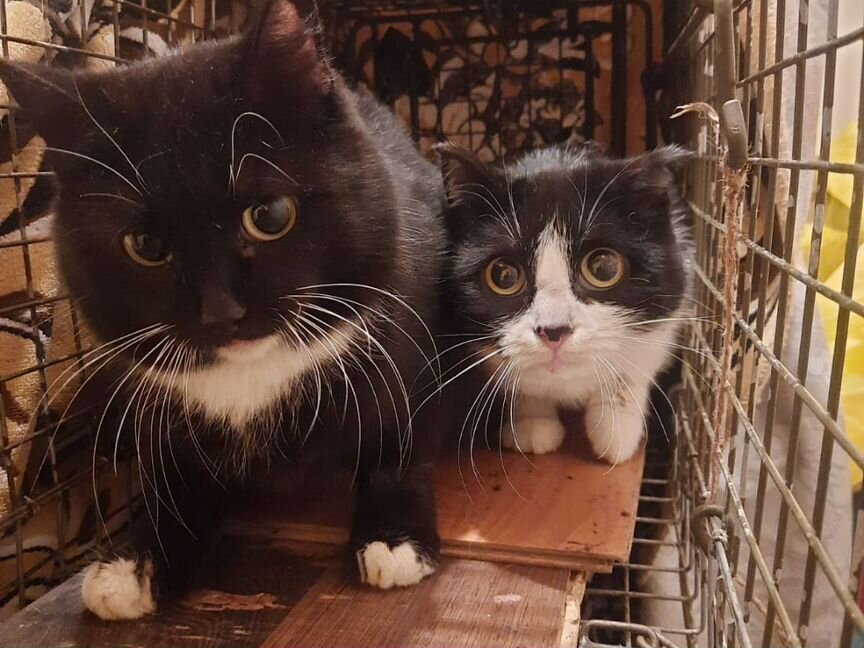 Помогите маленьким кошечкам