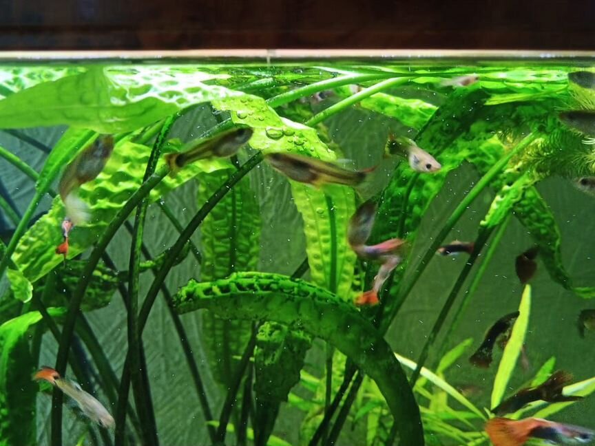 Аквариумные рыбки