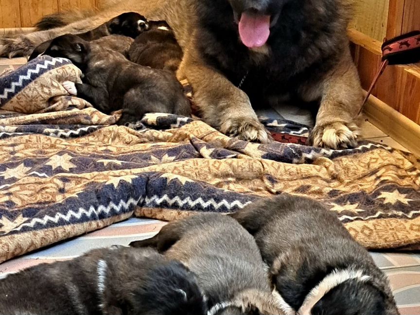 Щенки кавказской овчарки