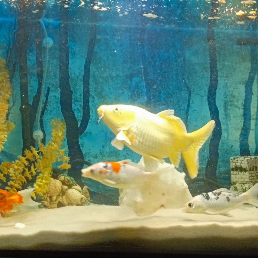 Аквариумные рыбки